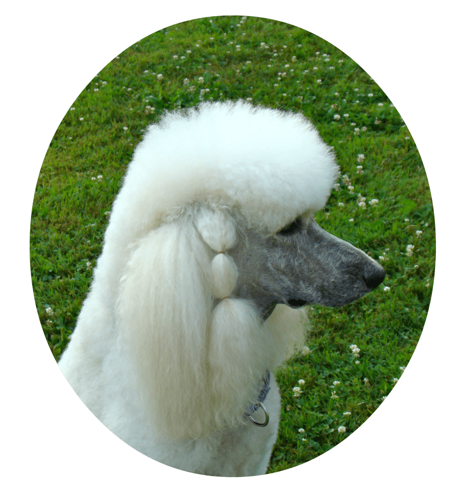 Chapin's AKC Royal Standard Poodles of Northeast Ohio | Royals or Oversized