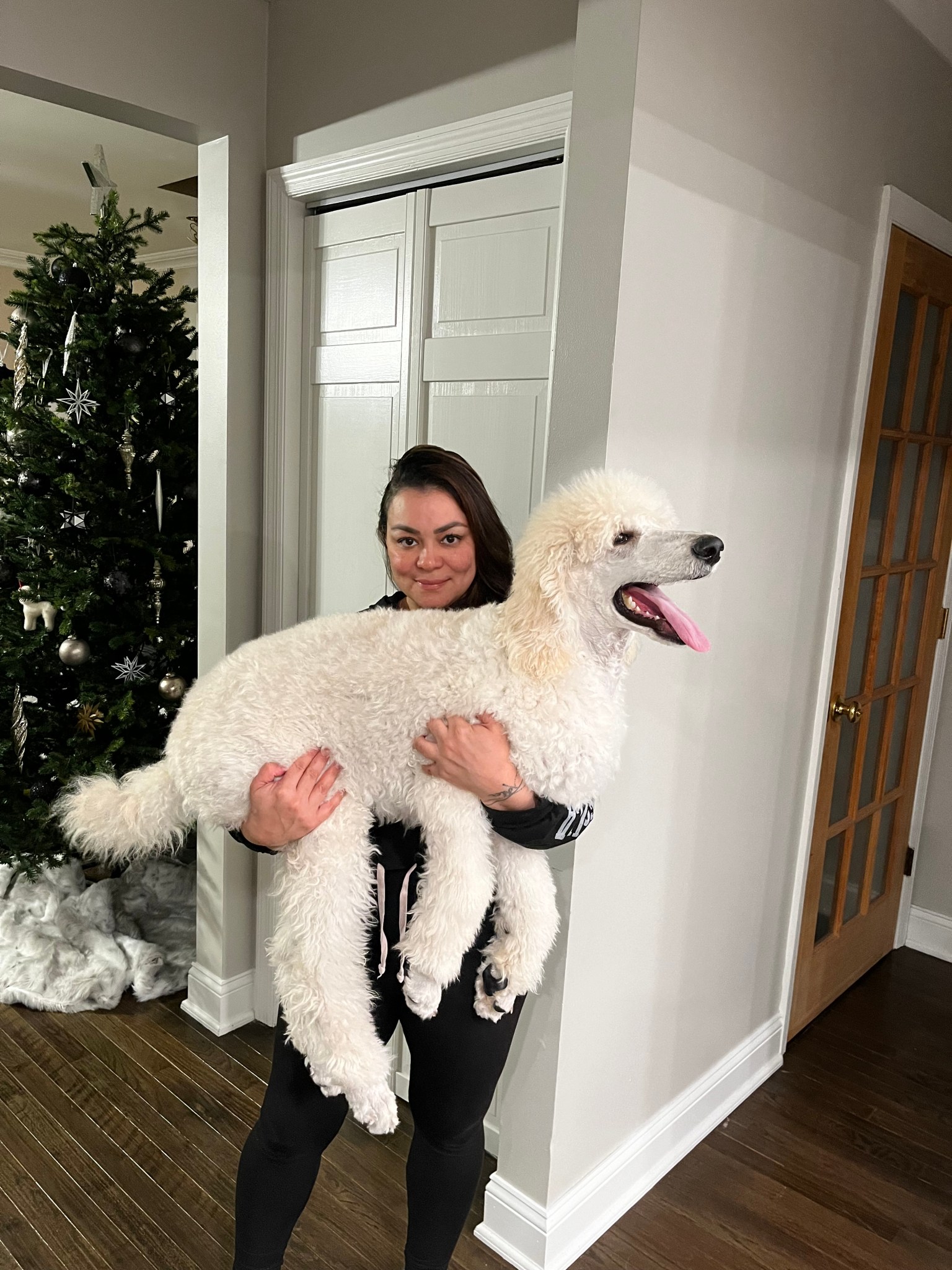 Chapin's AKC Royal Standard Poodles of Northeast Ohio | Royals or Oversized
