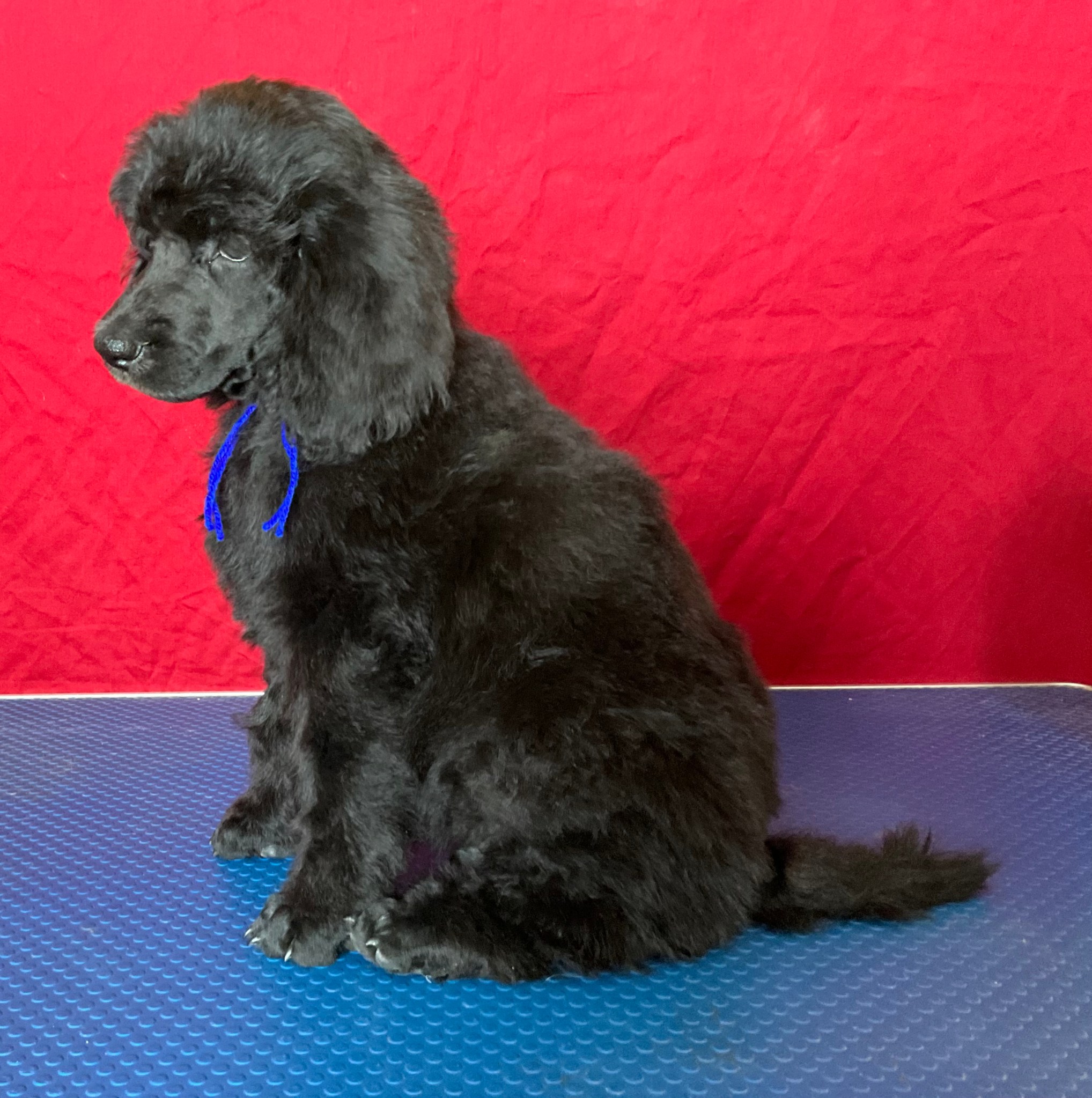 ROYAL POODLE PUPPIES|Chapins>AVAILABLE NOW!! | Chapin's AKC Royal ...