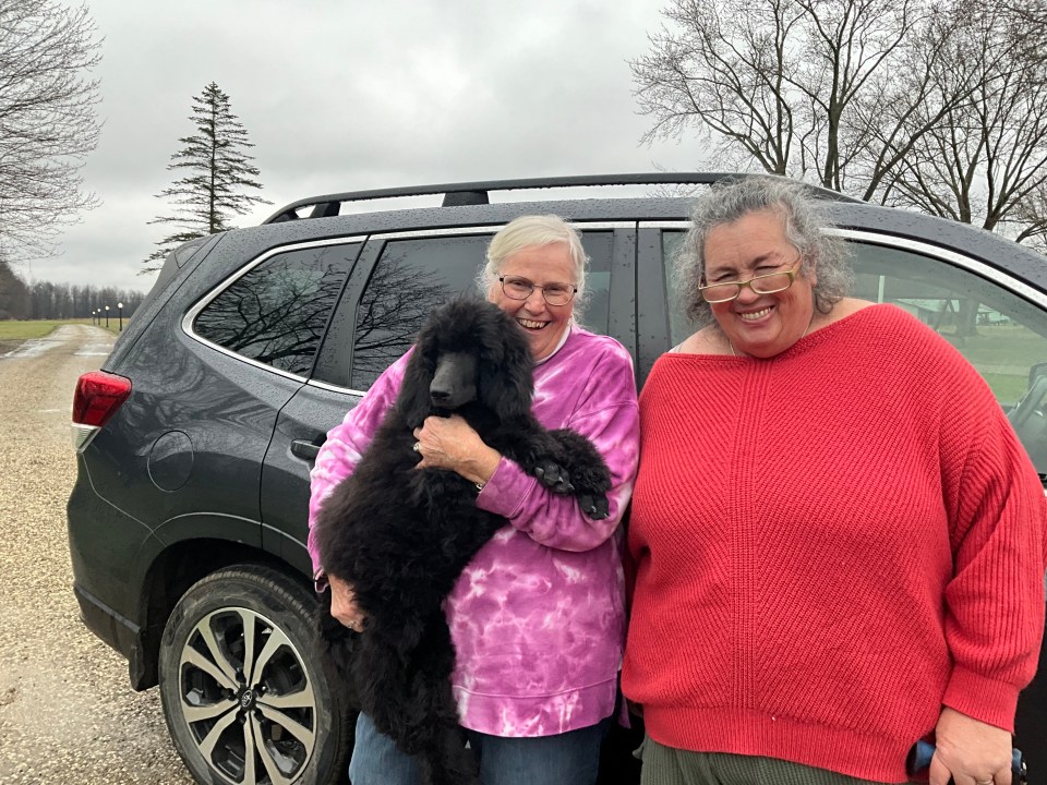 ROYAL POODLE PUPPIES|Chapins>AVAILABLE NOW!! | Chapin's AKC Royal ...